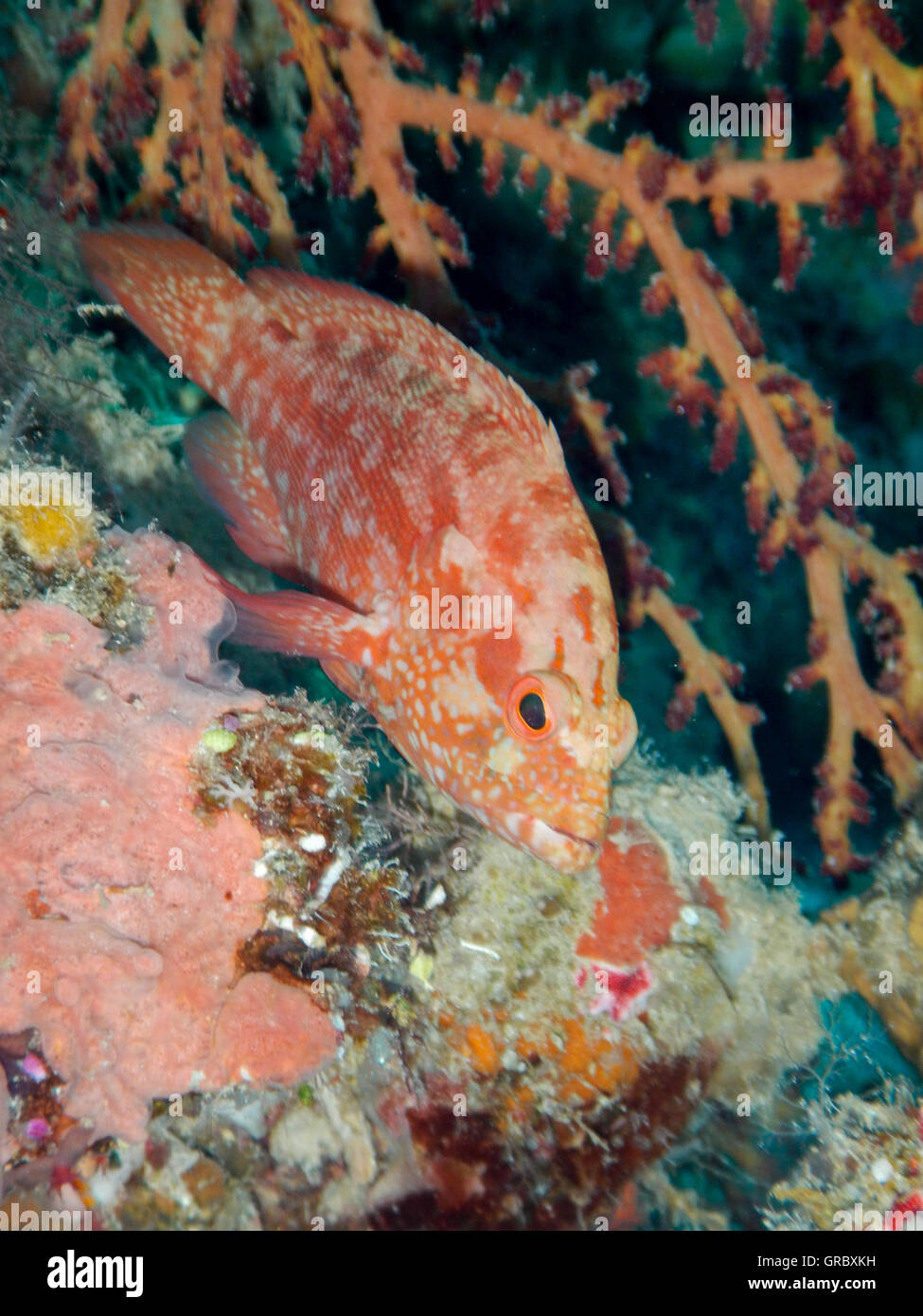 Reefwall hi-res stock photography and images - Alamy