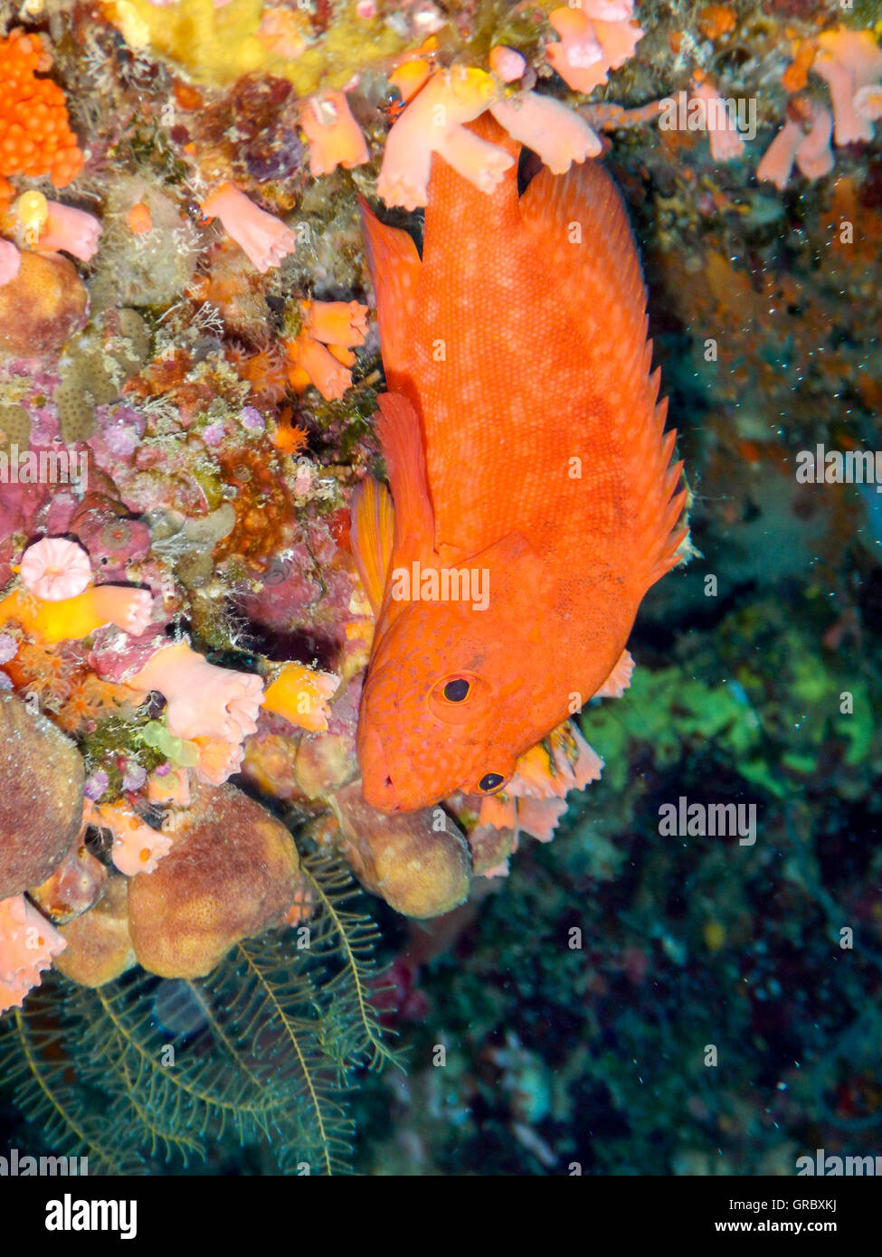 Golden Grouper Resting In The Reef. Selayar, South Sulawesi, Indonesia ...