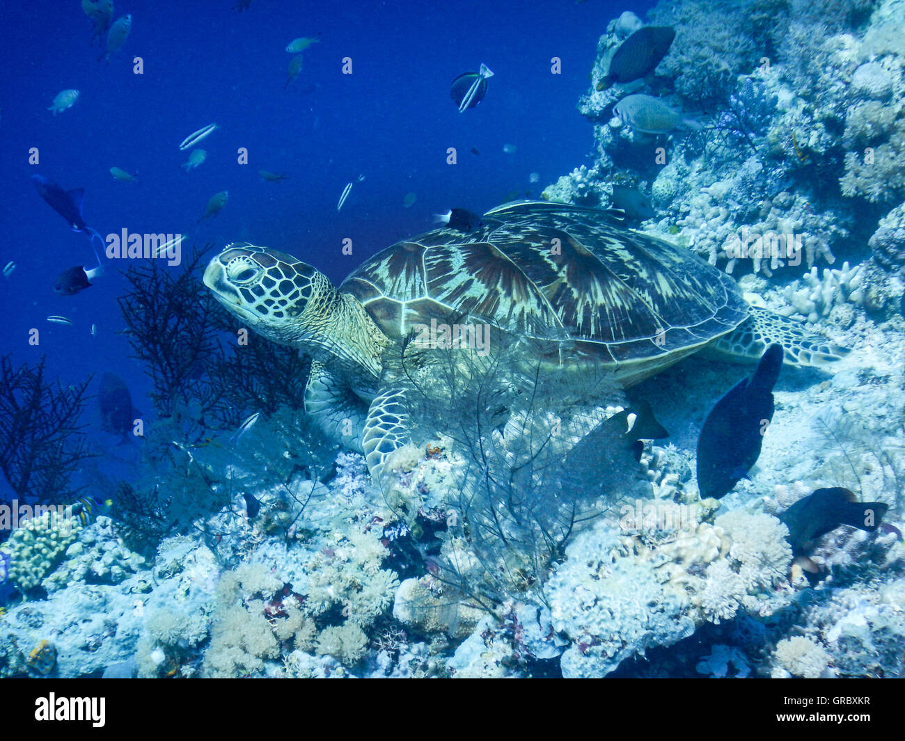 Sea turtle with blue background hi-res stock photography and images - Alamy