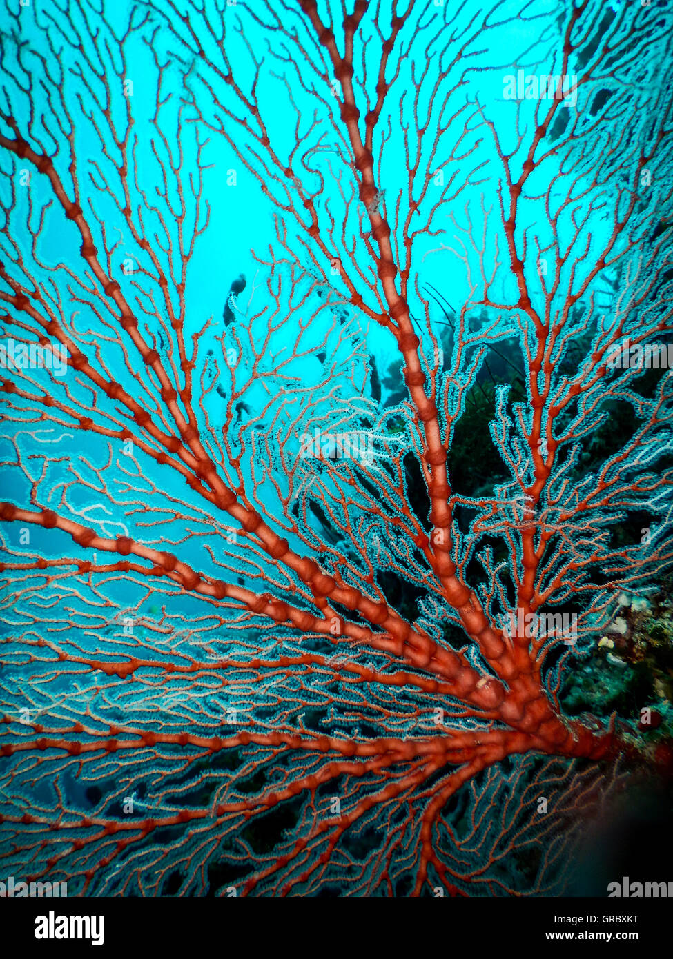 Red Gorgonian Seafan With White Polyps Against Turquoise Water. Selayar ...