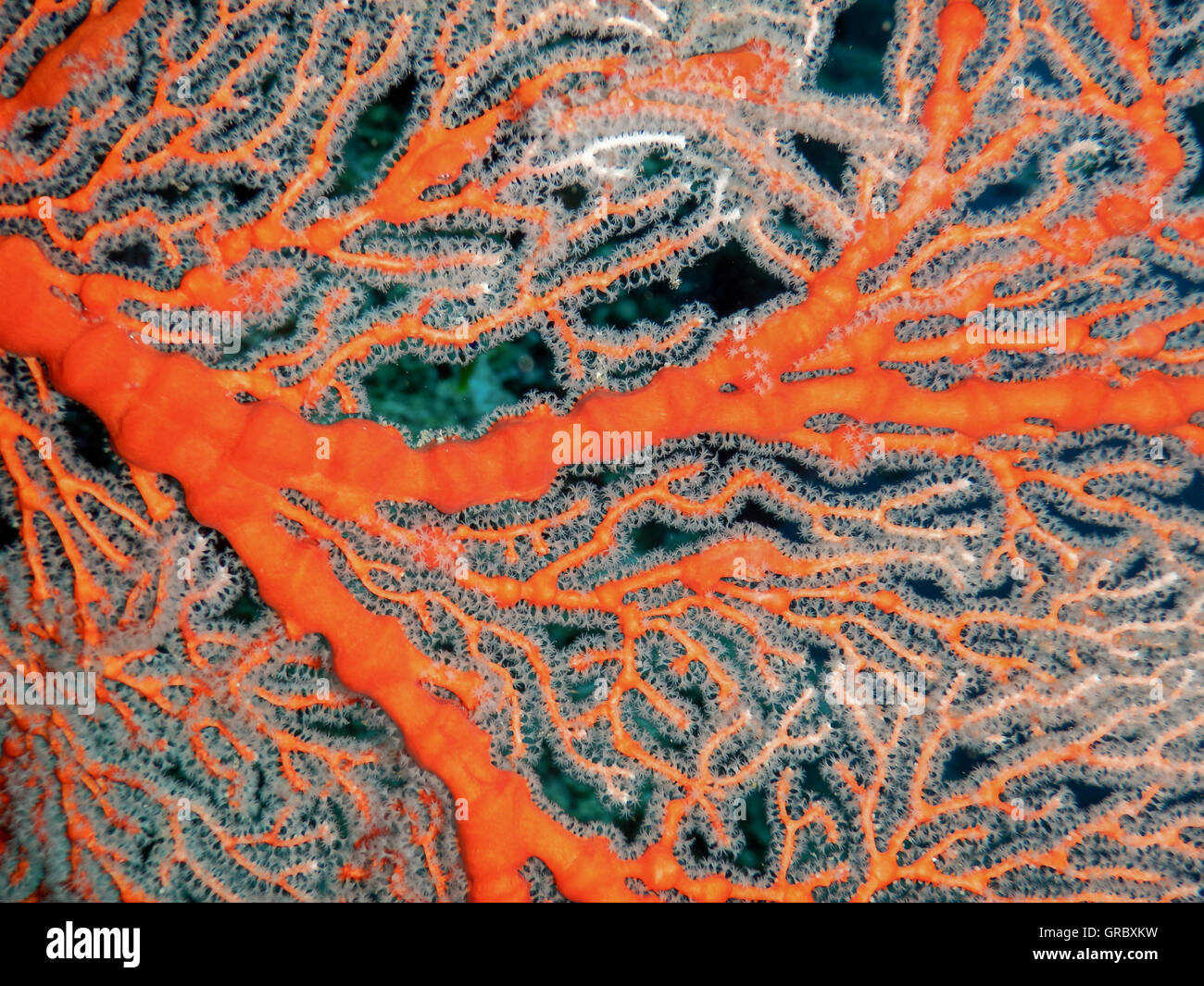 Red Gorgonian Seafan With White Polyps Against Dark Background. Selayar ...
