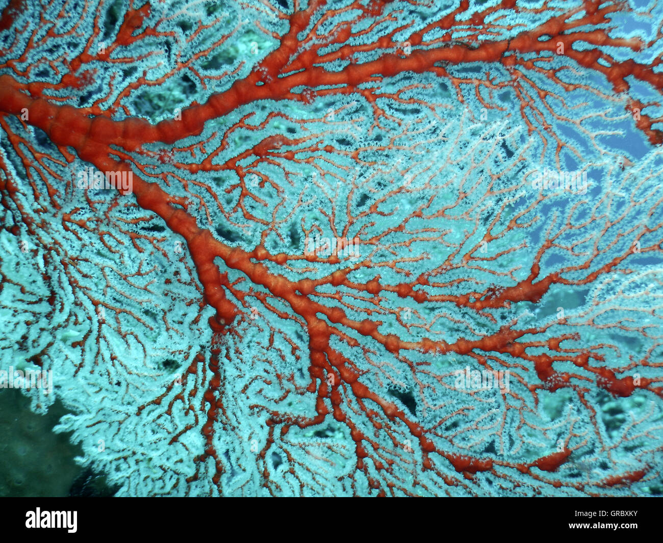 Polyps tentacles hi-res stock photography and images - Alamy