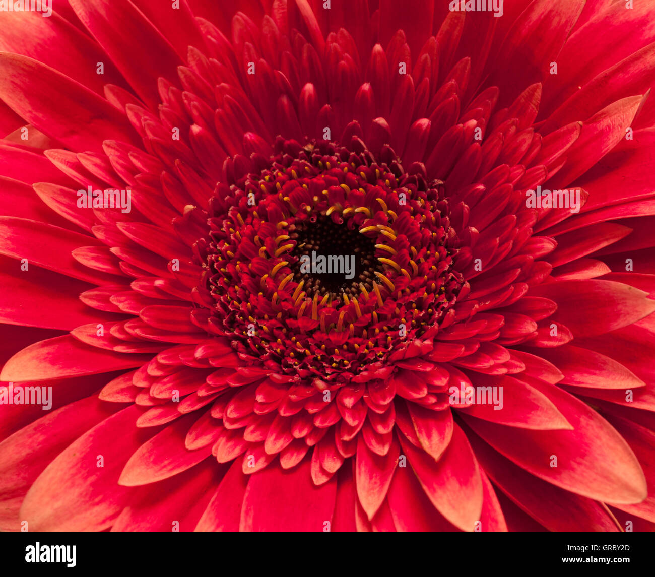 Large red daisy close up macro shot Stock Photo - Alamy