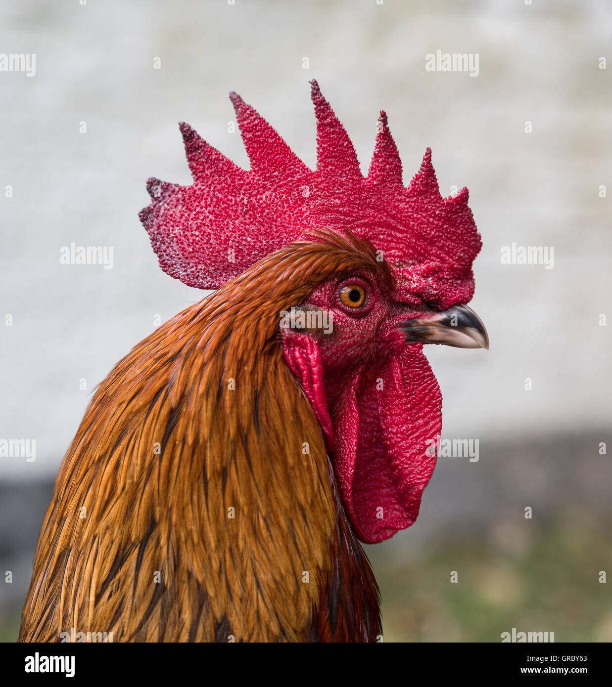 A cockerel portrait head shot Stock Photo - Alamy