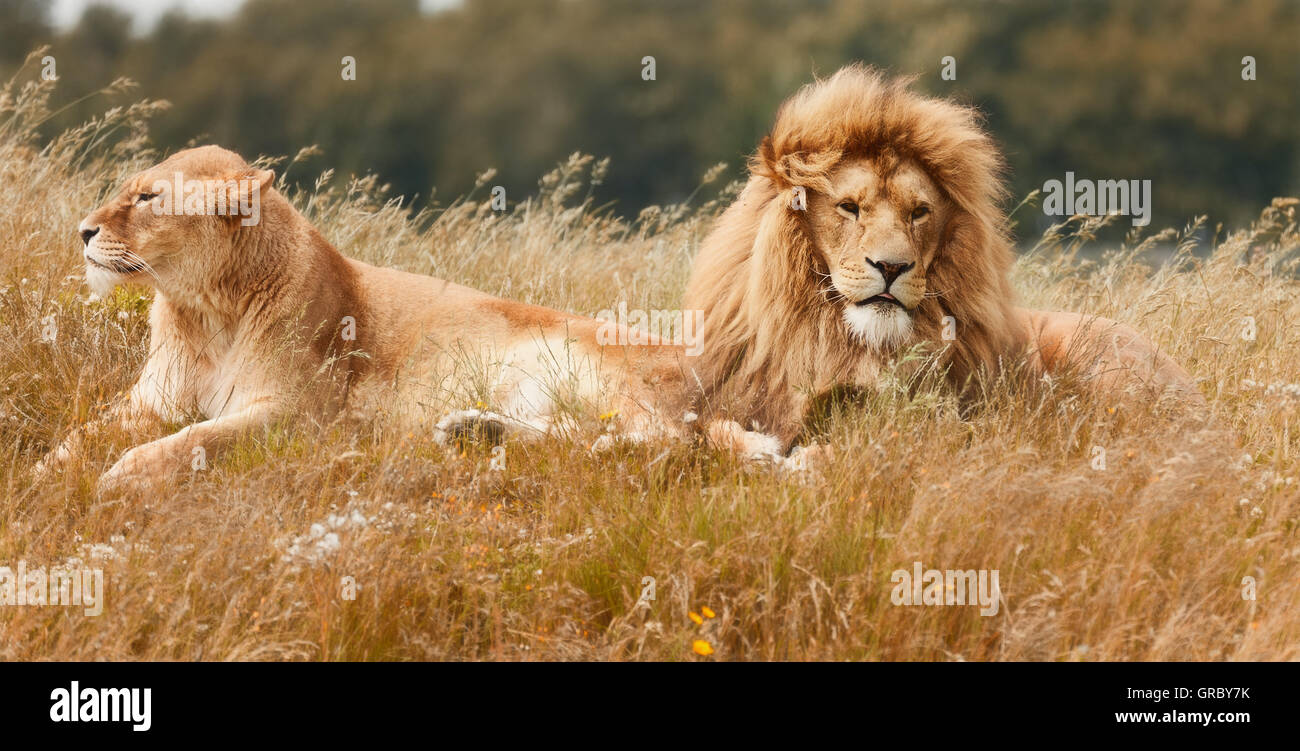 picture of lions in grass Stock Photo - Alamy