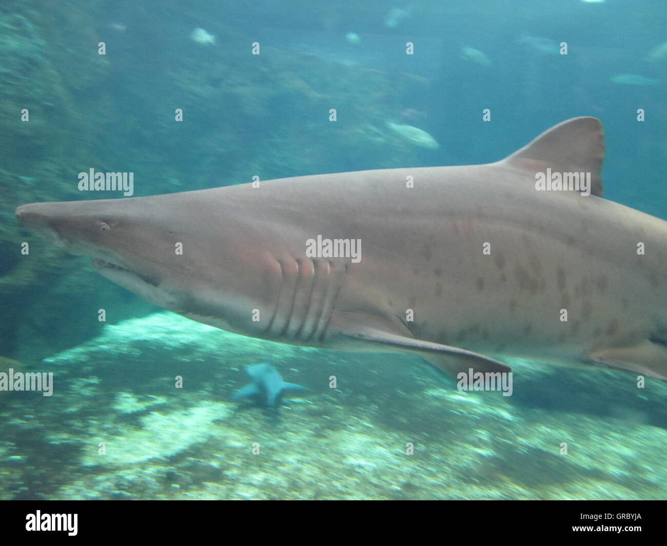 Cretaquarium, Crete, Greece Stock Photo - Alamy