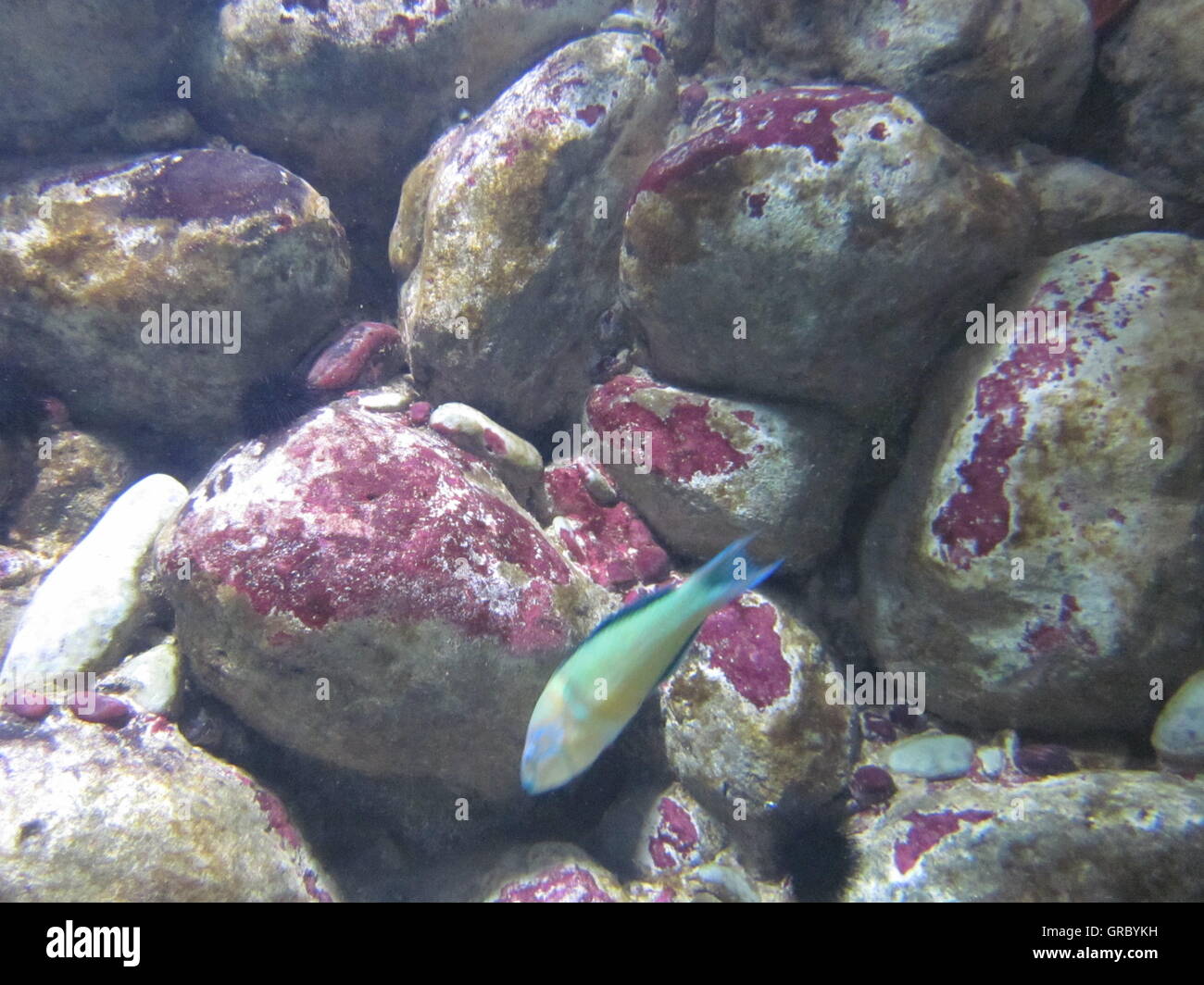 Cretaquarium, Crete, Greece Stock Photo - Alamy