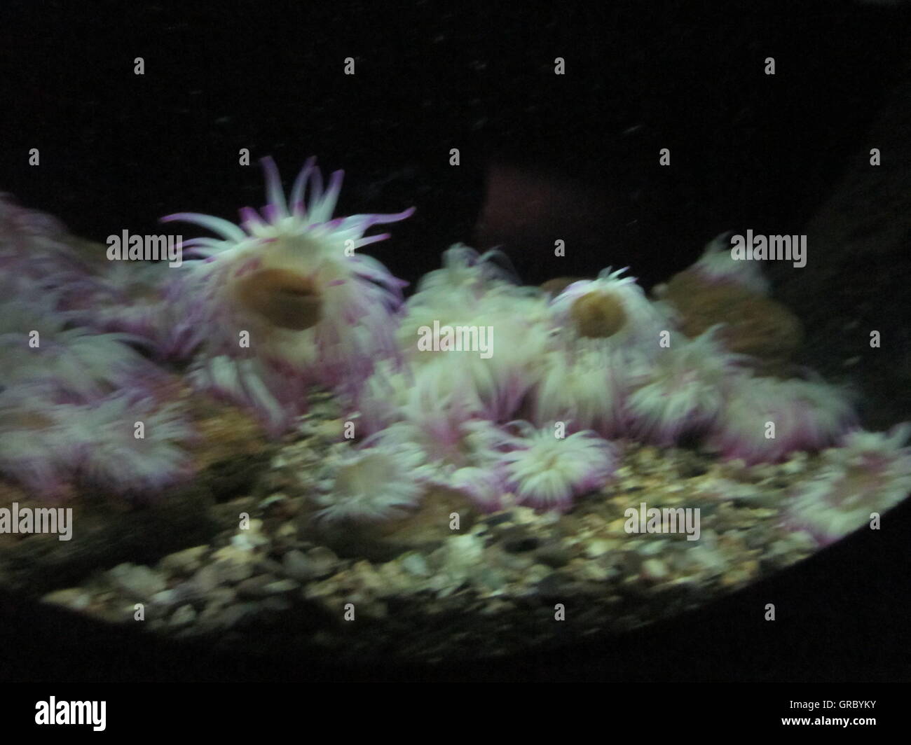 Cretaquarium, Crete, Greece Stock Photo - Alamy