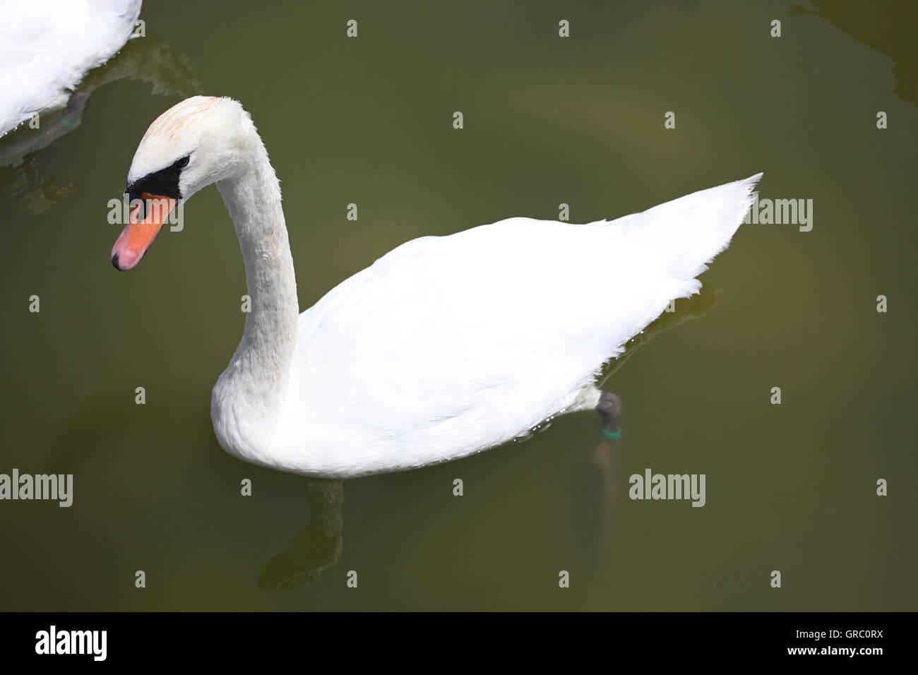 Swan at Parc Phoenix, France Stock Photo - Alamy