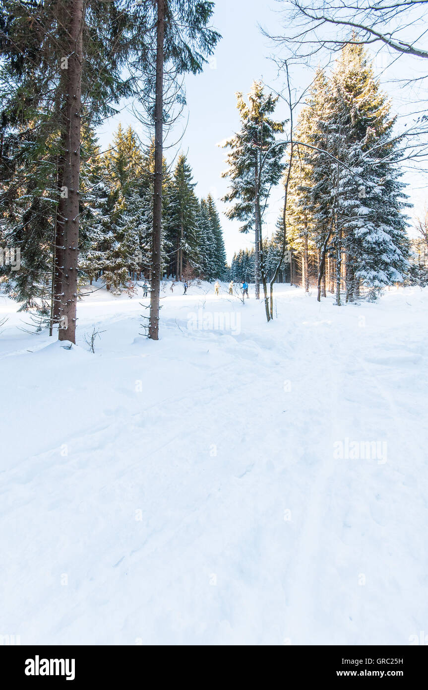 Fir Trees Covered With Powdery Snow , Sun Rays Shining Through The ...