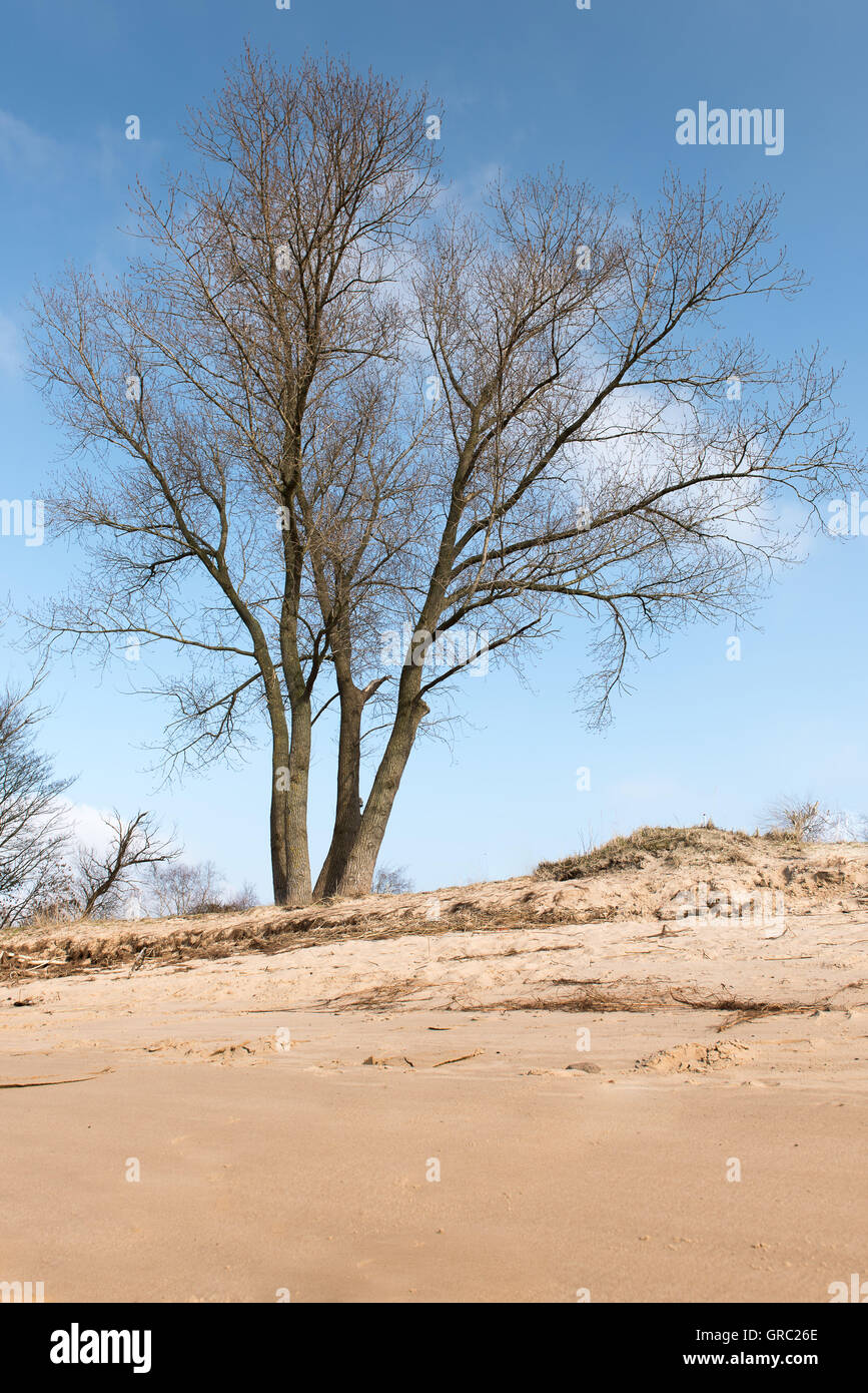 River Landscape With Trees , Grass , Sandy Beach And Tree Stock Photo ...