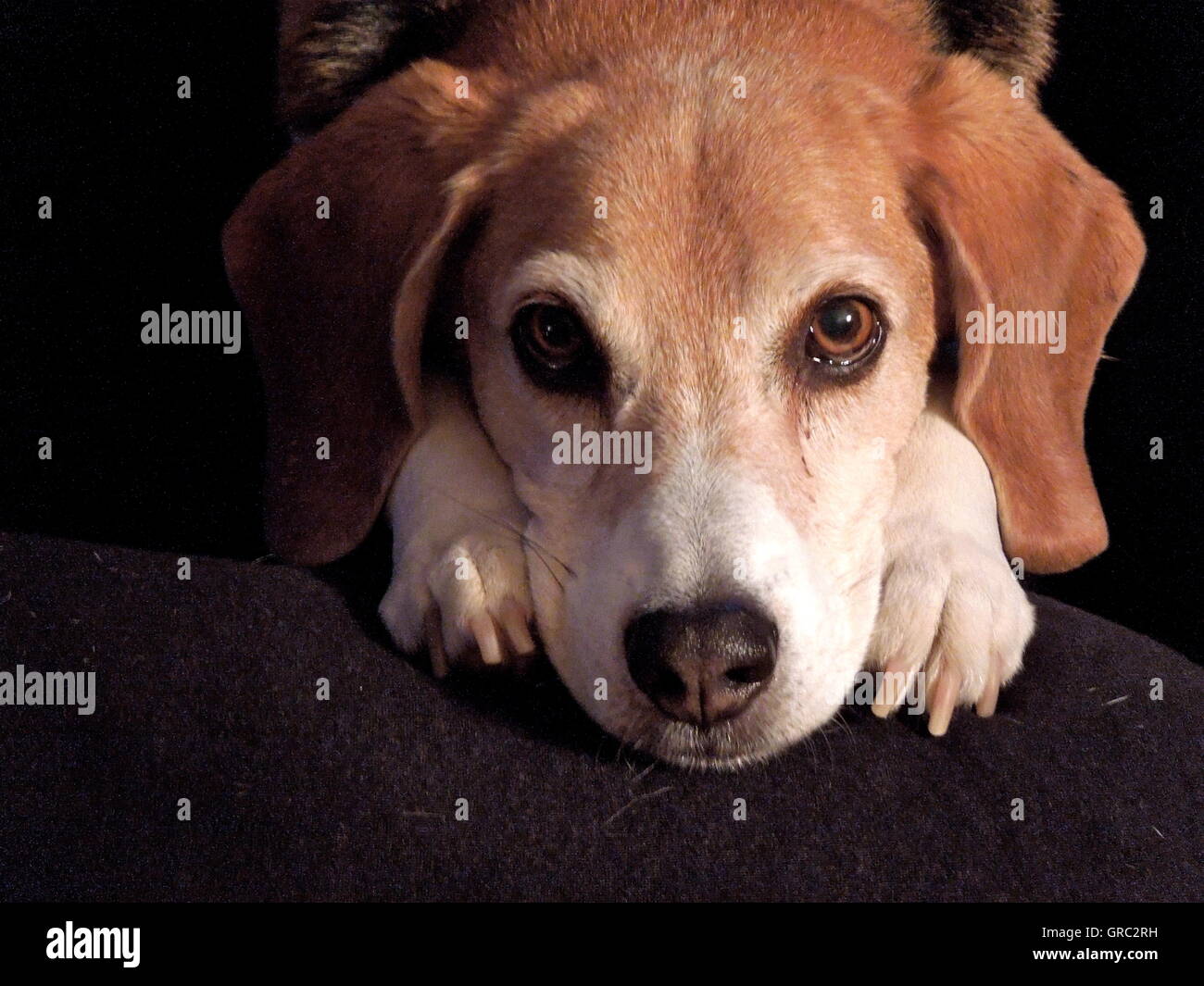 Loyal Beagle Looking At His Master Stock Photo - Alamy