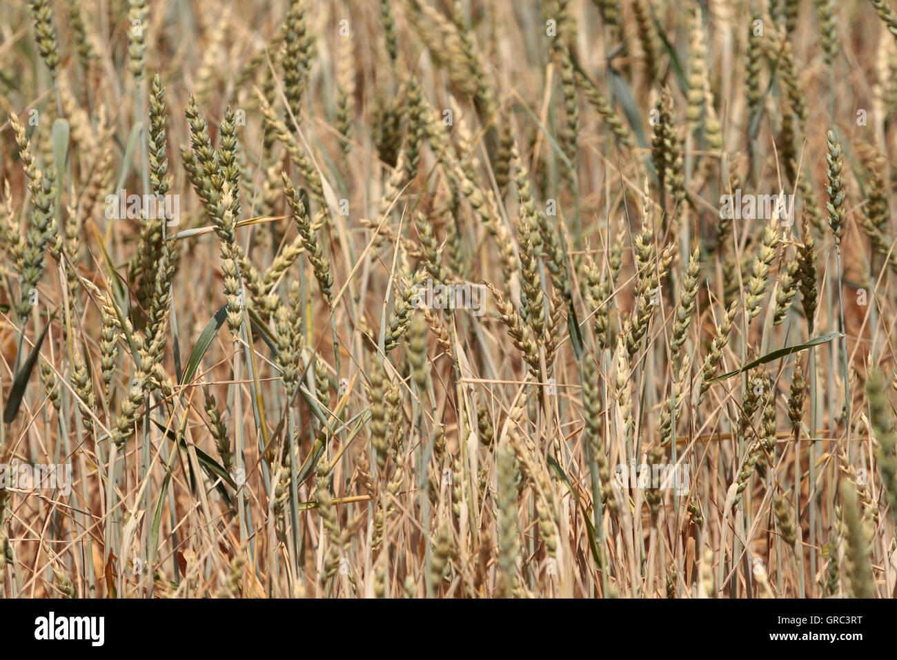Dry Wheat Field During The Summer Drought Stock Photo - Alamy