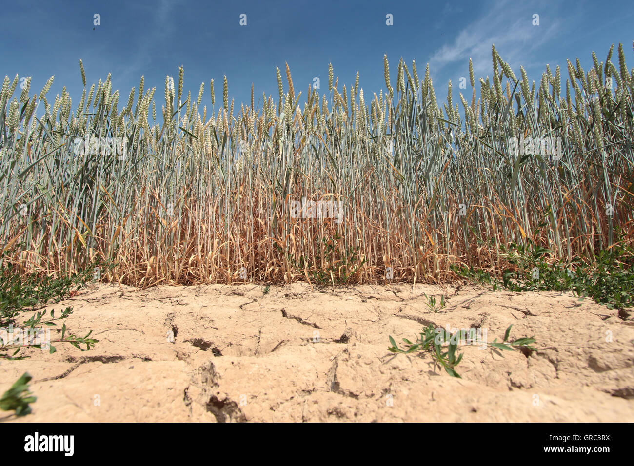 Dry Wheat Field During The Summer Drought Stock Photo - Alamy