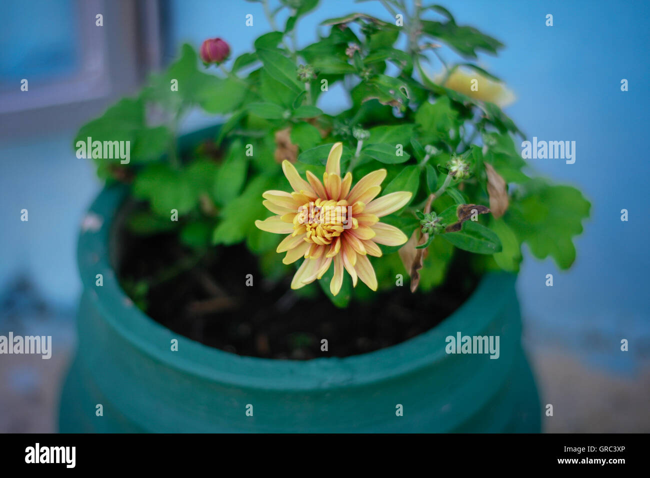 flower in pot Stock Photo - Alamy
