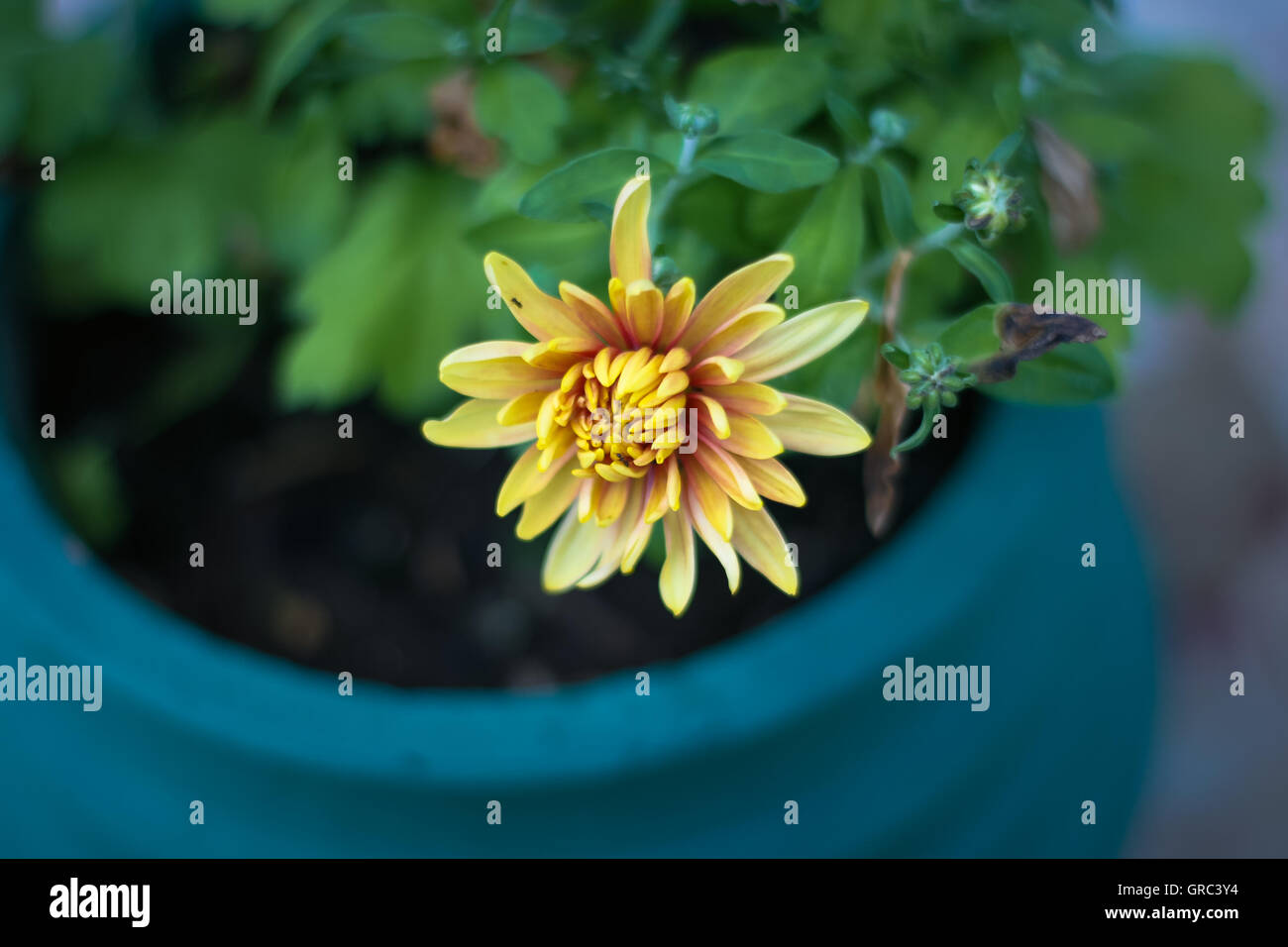 flower in pot Stock Photo - Alamy