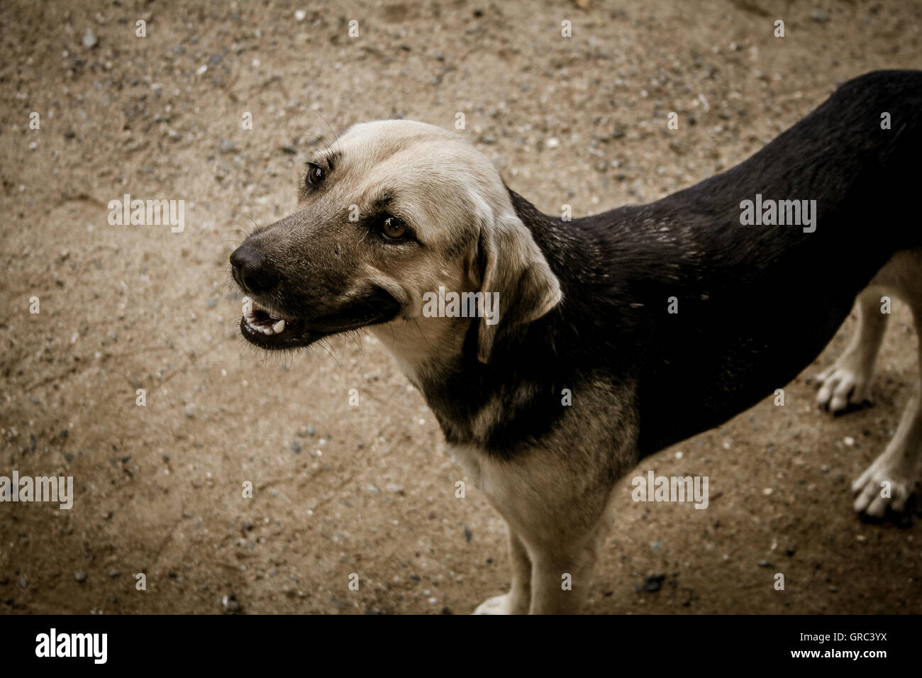 a curious dog Stock Photo - Alamy