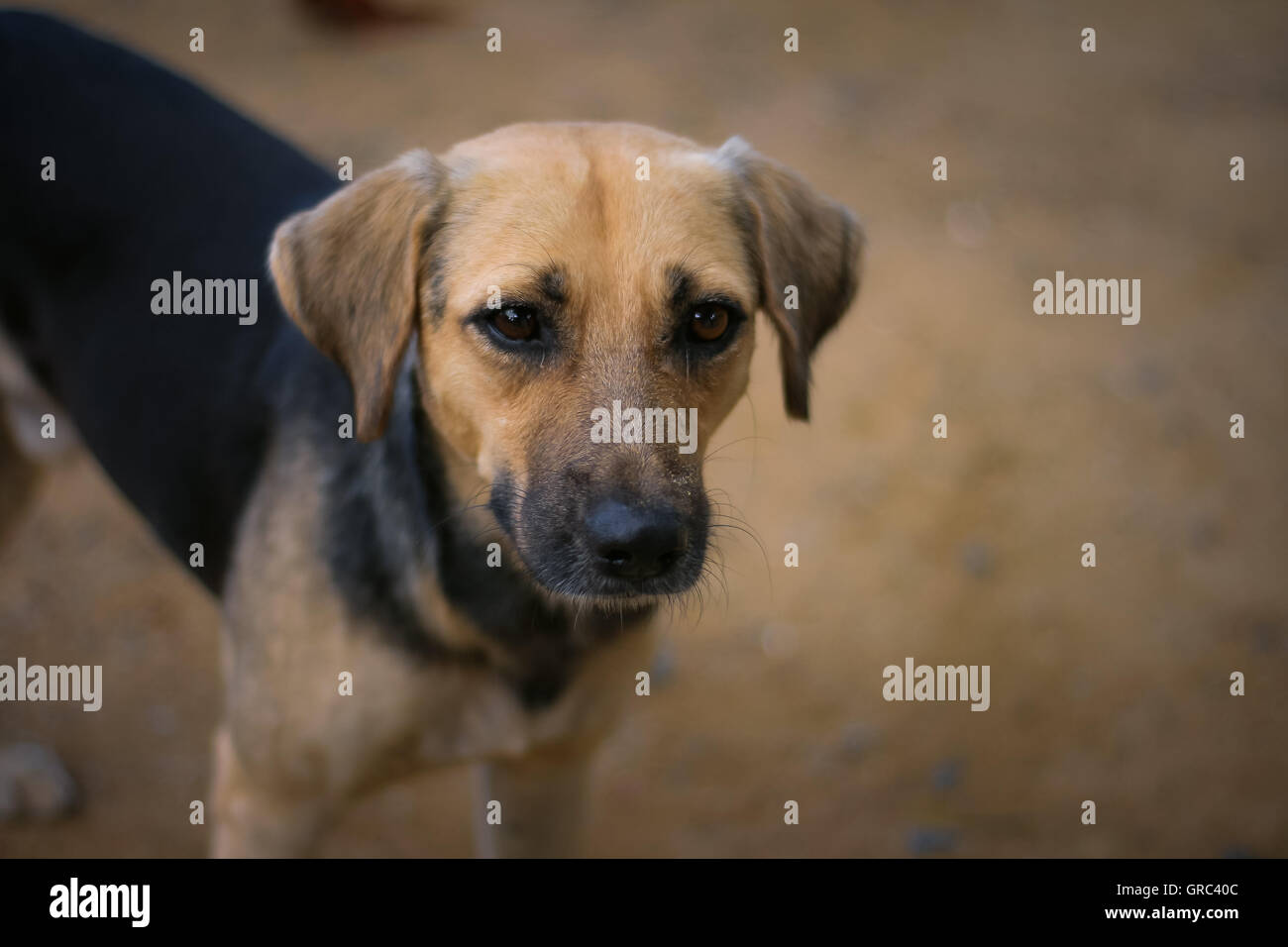 A curious dog Stock Photo - Alamy