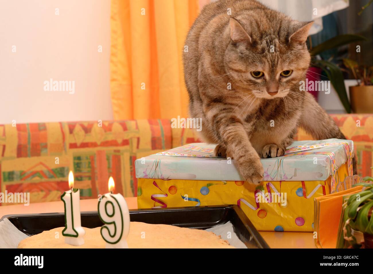 Cat celebrating birthday hi-res stock photography and images - Alamy