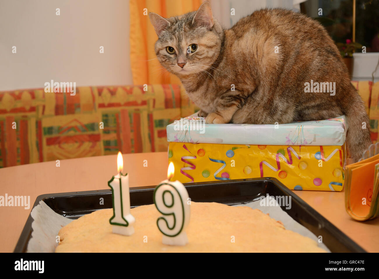 Cat celebrating birthday hi-res stock photography and images - Alamy