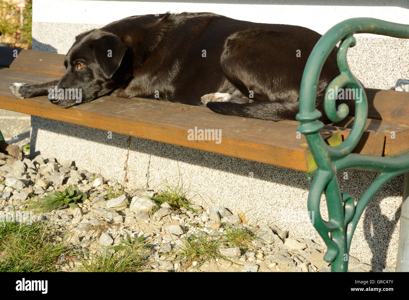 Dog Lying On Garden Bench Stock Photo - Alamy