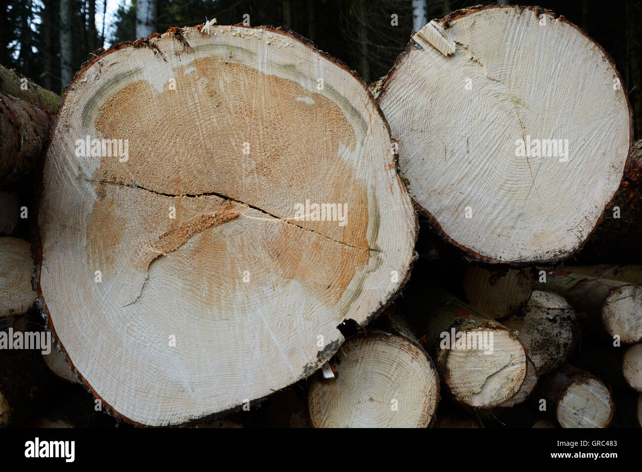 Sectional Area Showing Growth Rings Of Trees Felled Spruce Stock Photo ...