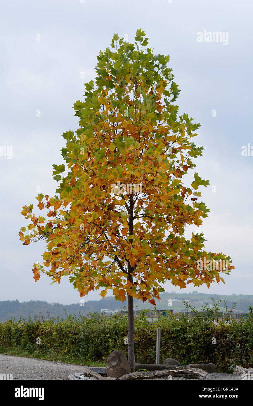 Maple Tree With Discolored Leaves In Autumn Stock Photo - Alamy