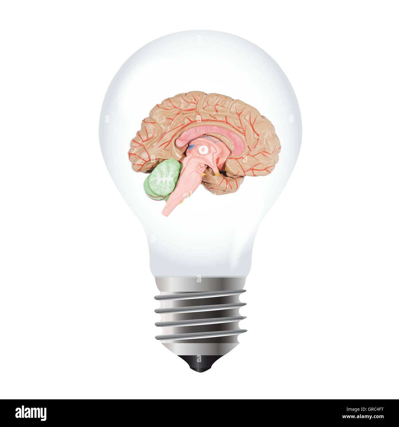 Illustration Of A Light Bulb With Human Brain Stock Photo - Alamy