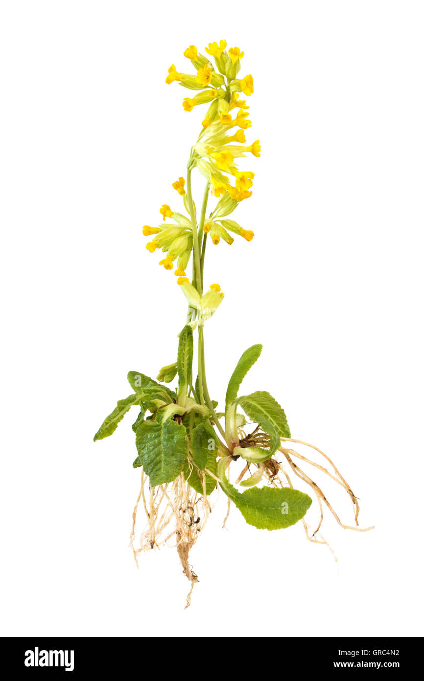Wild Cowslip With Roots Isolated On White Background Stock Photo - Alamy