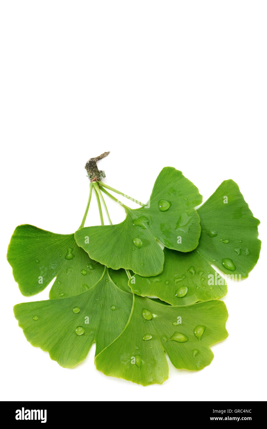 Branch Of Fresh Ginkgo Leaves Isolated On White Background Stock Photo ...