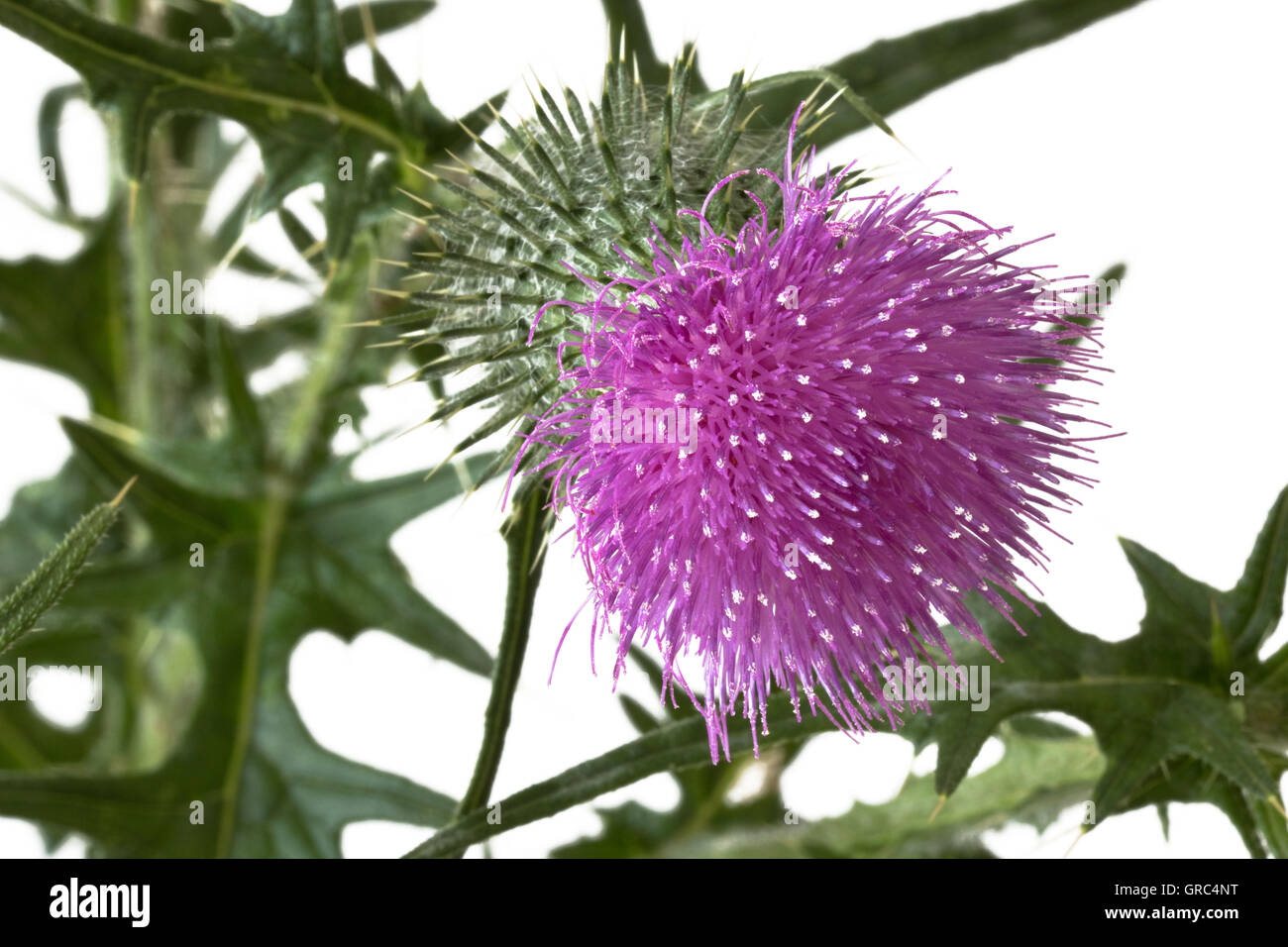 Close-Up Of A Milk Thistle Bloom Over White Background Stock Photo - Alamy