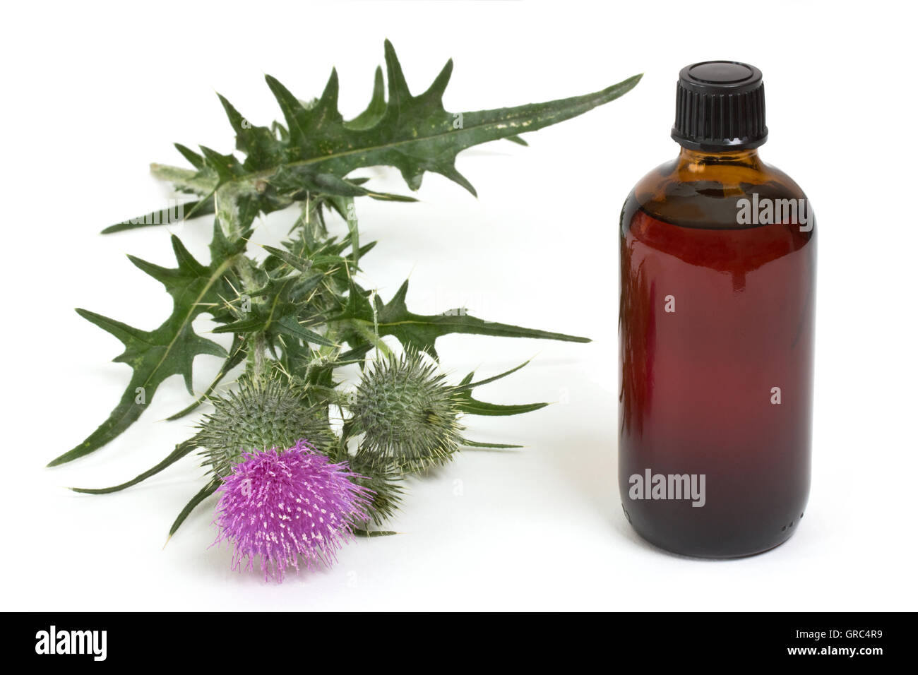 Fresh Milk Thistle With Brown Medicine Bottle On White Background Stock ...