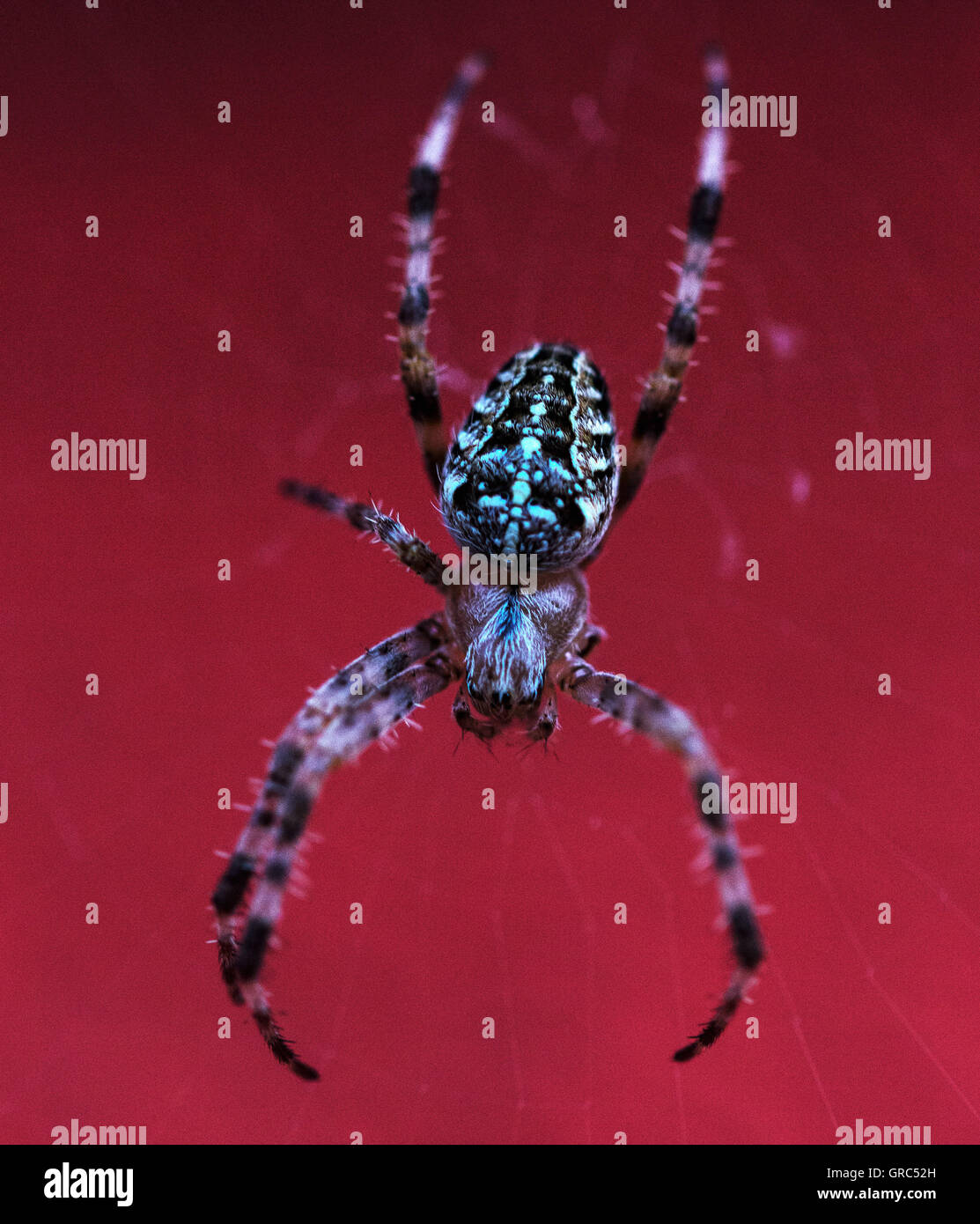 Araneus species hi-res stock photography and images - Alamy