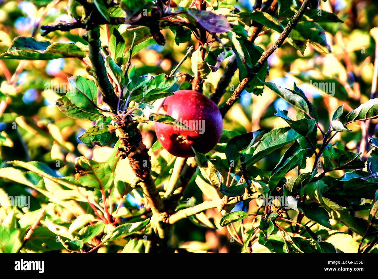 Pluck fruits hi-res stock photography and images - Alamy