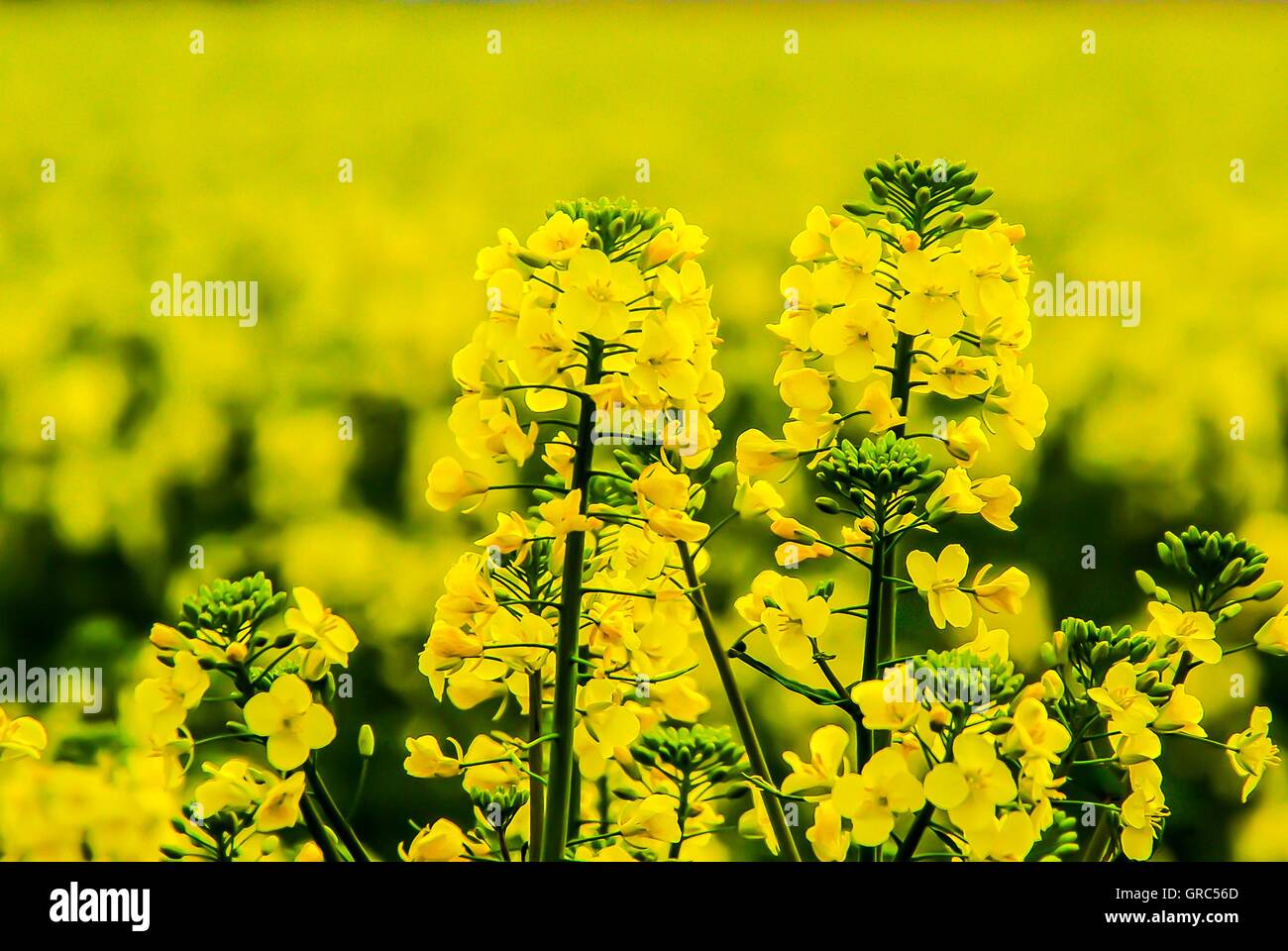Farmer with canola hi-res stock photography and images - Alamy