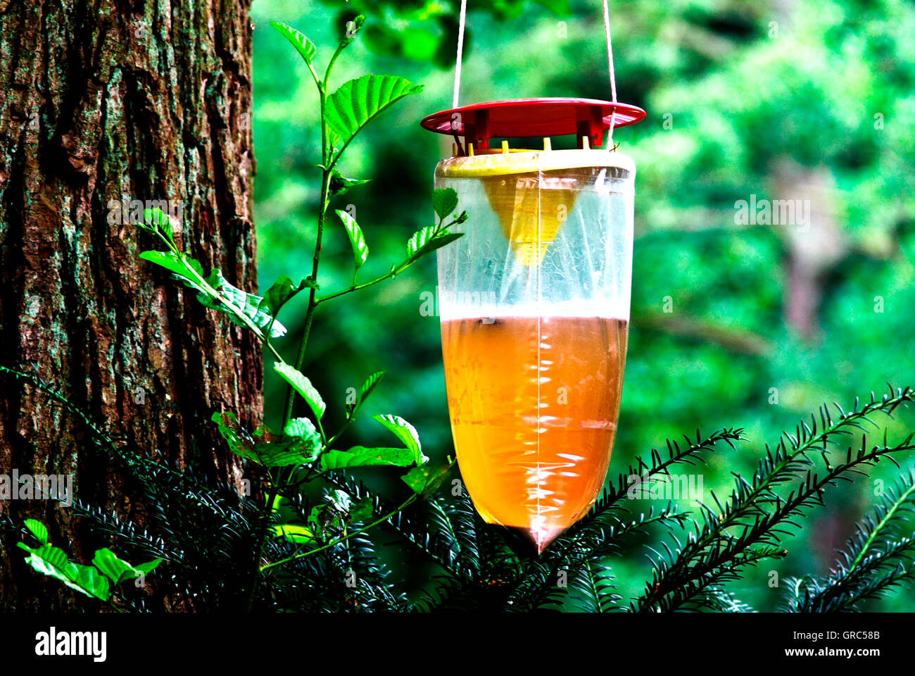 Wasps trap hi-res stock photography and images - Alamy