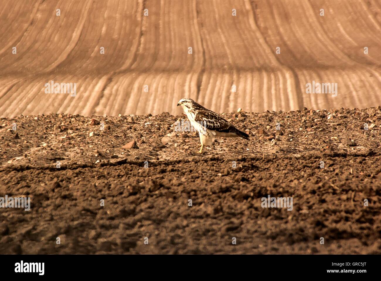 Mice buzzard hi-res stock photography and images - Alamy