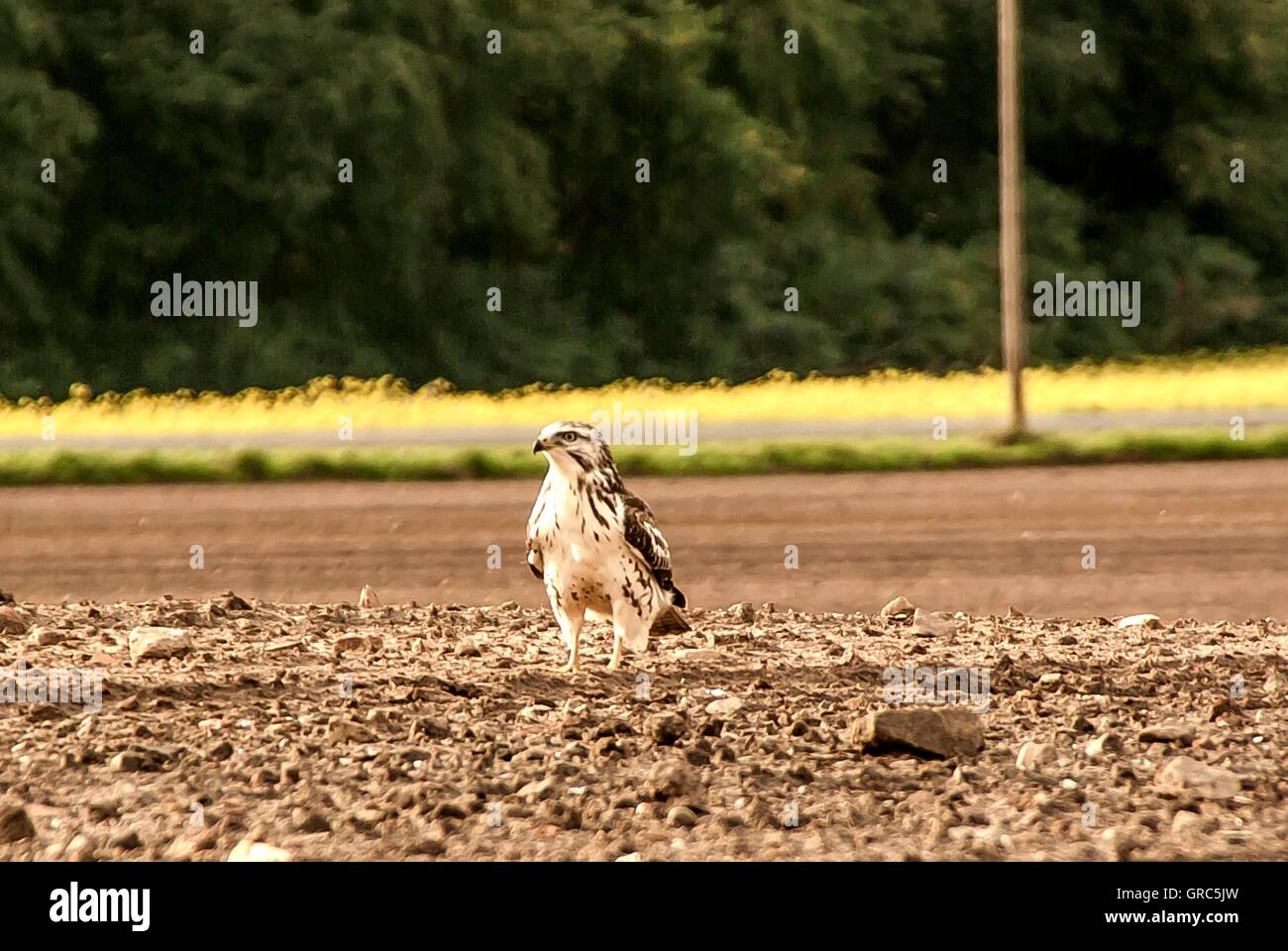 Mice buzzard hi-res stock photography and images - Alamy