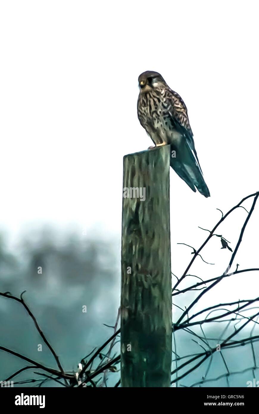 Raptor hawk hi-res stock photography and images - Alamy