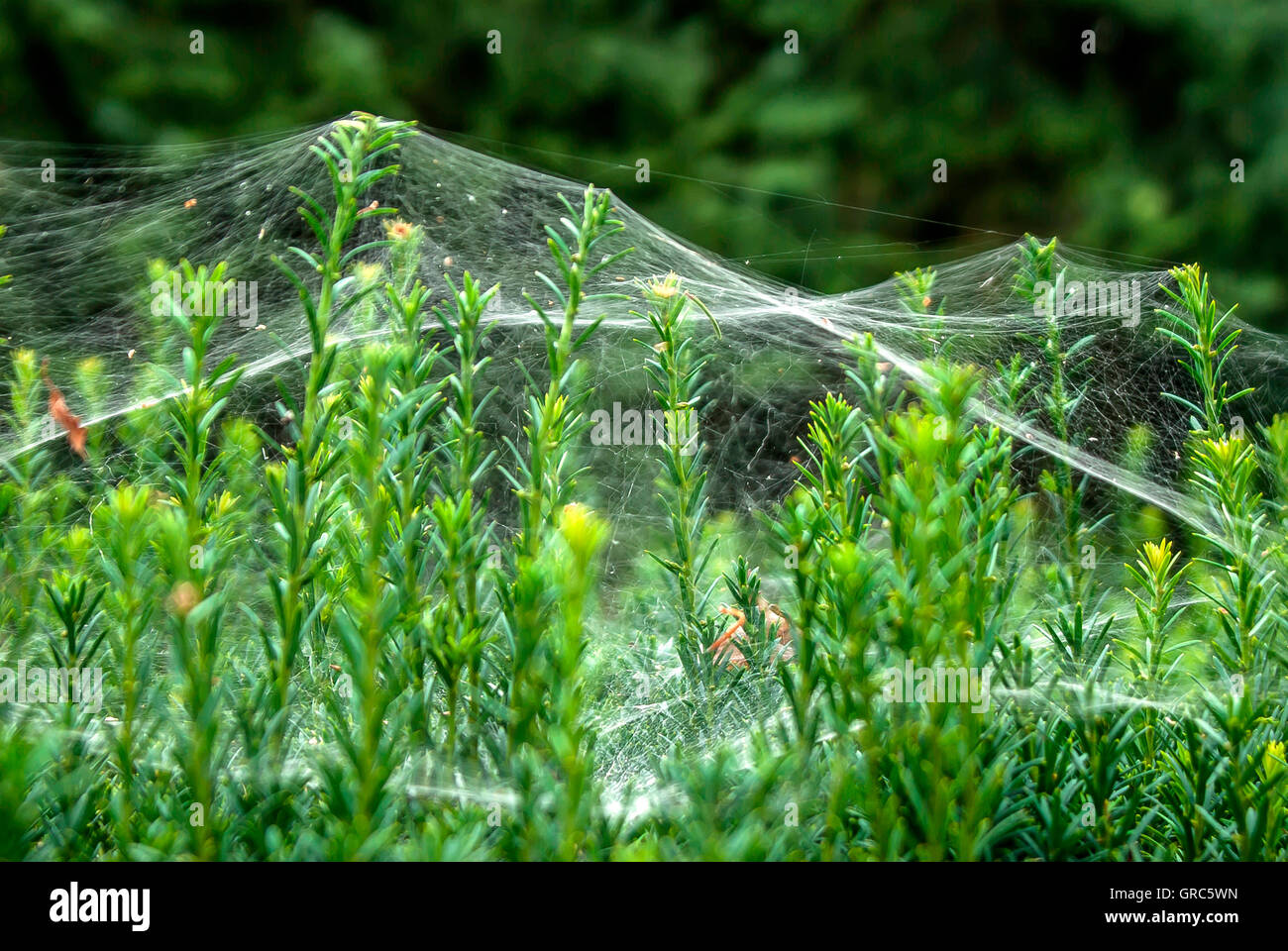 Lawn insects hi-res stock photography and images - Alamy