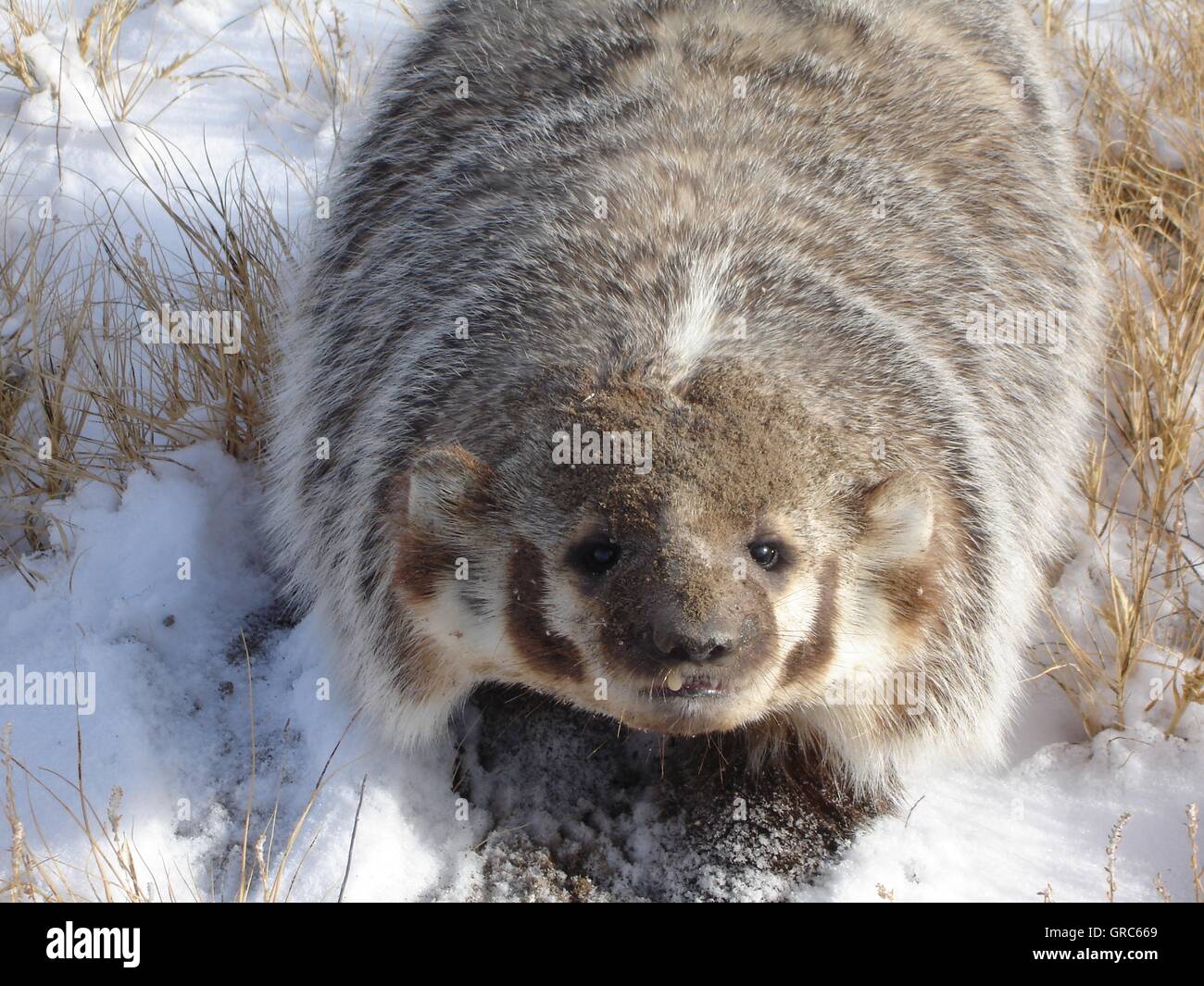 American badger in snow hi-res stock photography and images - Alamy