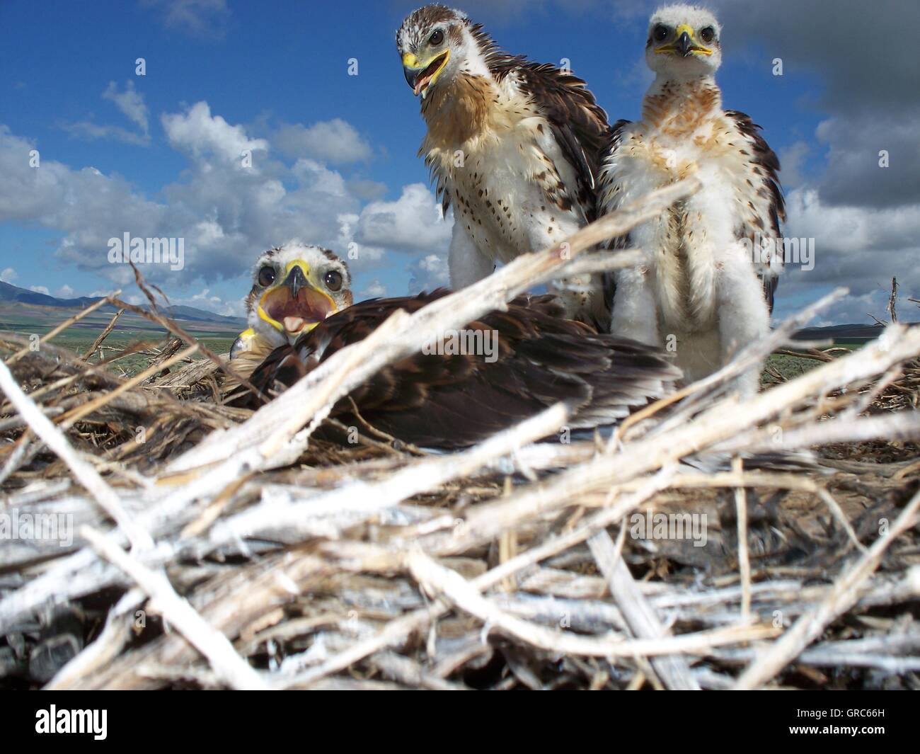Hatchlings nest birds idaho hi-res stock photography and images - Alamy