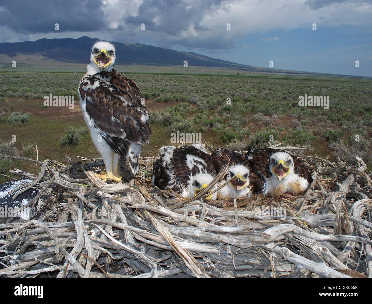 Ferruginous Hawk hatchlings wait in the nest at the Curlew Allotment ...