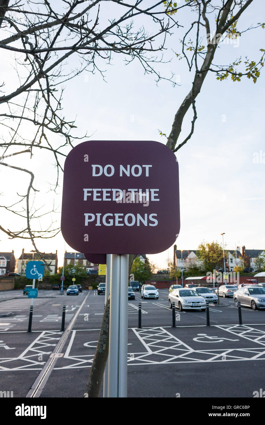 Pigeons with feed hi-res stock photography and images - Alamy