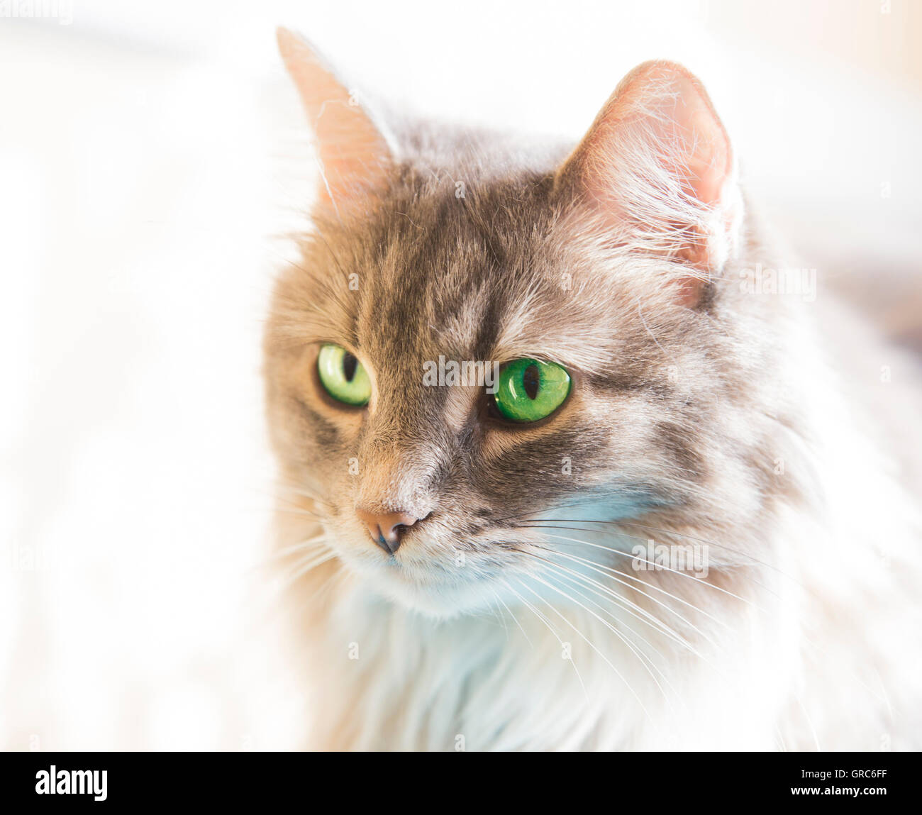 A beautiful gray cat with green eyes portrait Stock Photo - Alamy