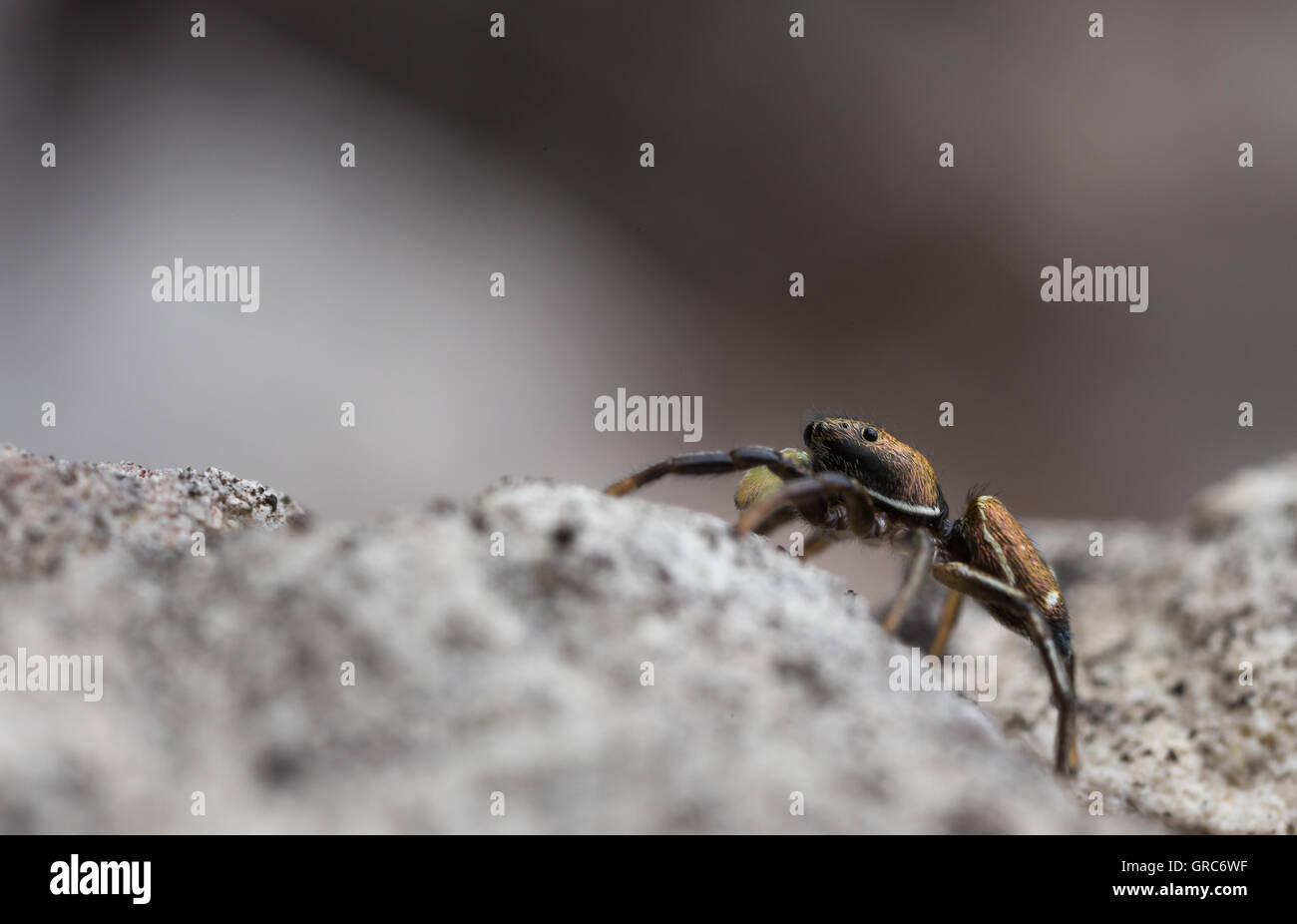 Jumping Spider Heliophanus Aeneus Stock Photo - Alamy