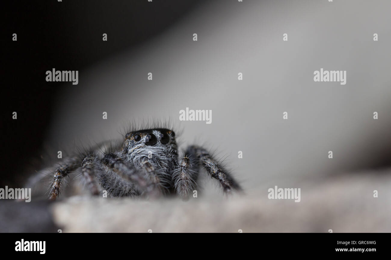 Jumping Spider Philaeus Chrysops, Female Stock Photo - Alamy