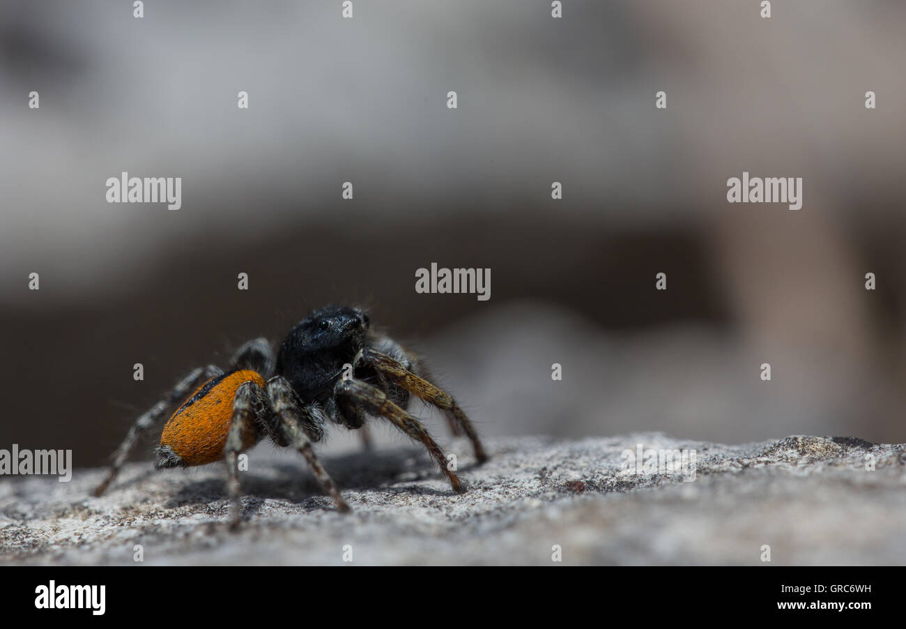 Jumping Spider Philaeus Chrysops, Male Stock Photo - Alamy
