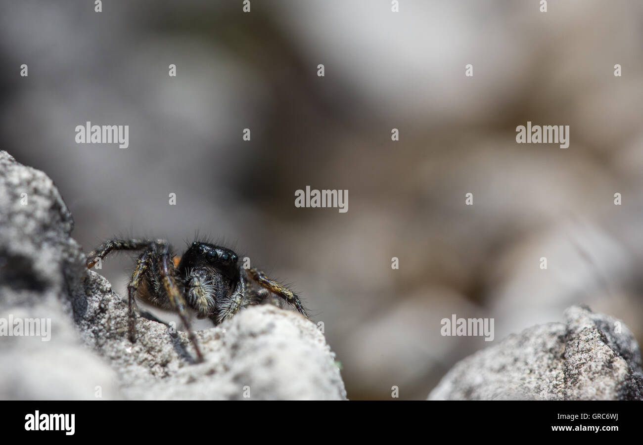 Jumping Spider Philaeus Chrysops, Male Stock Photo - Alamy