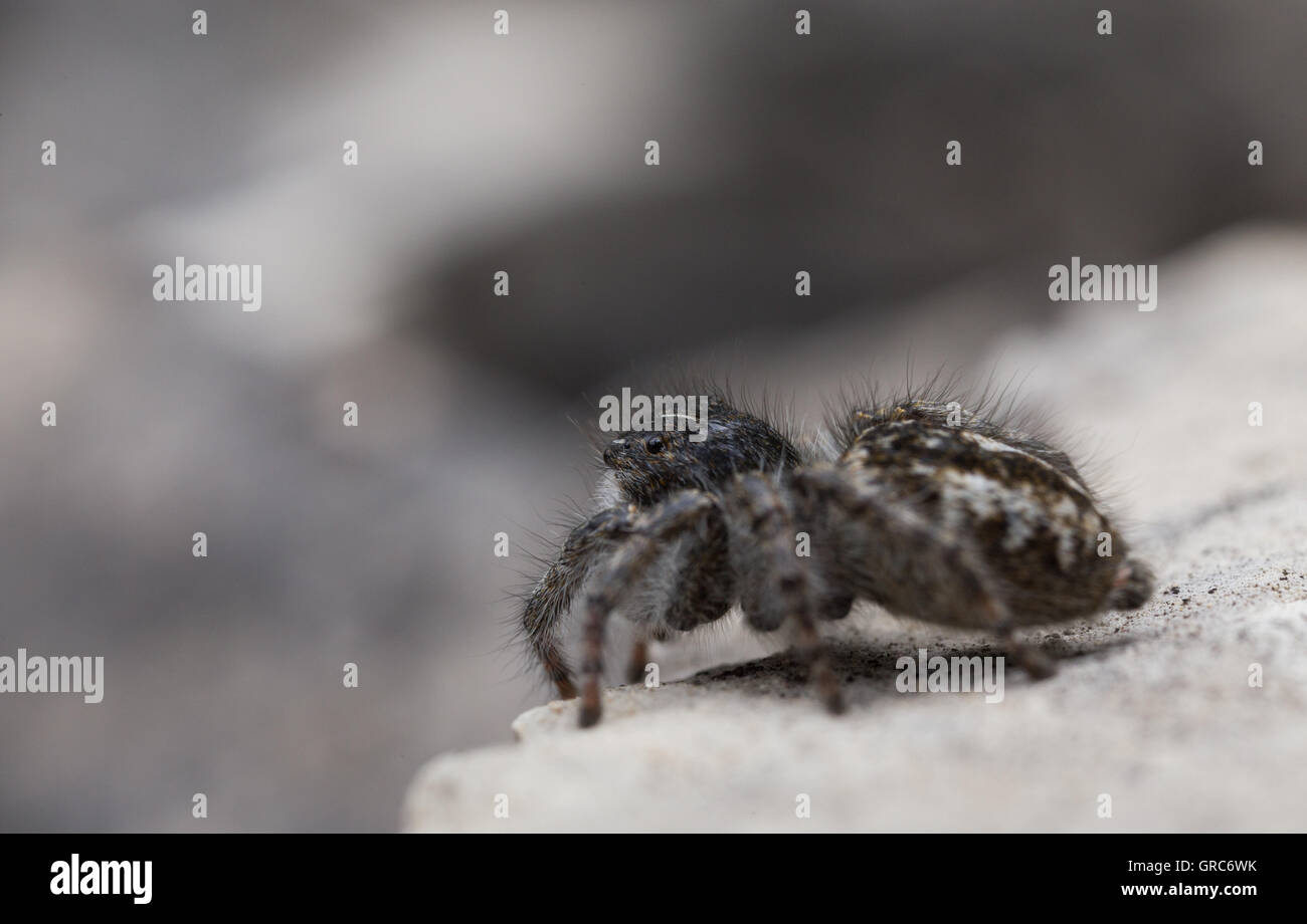 Jumping Spider Philaeus Chrysops, Female Stock Photo - Alamy